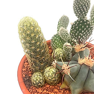 Cactus Garden, 3 Different Cacti in a 4 inch Terracotta Ceramic Pot, Dish Liner, Assorted Cacti, Variety Assortment, House Plant Gift