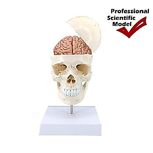 Altratech Human Skull Model Life-Size with Brain Removable Skullcap Professional Grade Anatomical Skull Model for Science Education, with Base (Life-Size with Base)