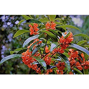 New Life Nursery & Garden / - Red Flowering Fragrant Tea Olive (osmanthus), Quart Pot,