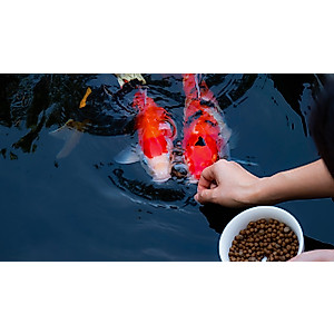 FAMILY FARM AND FEED | Premium Floating Fish Food | Pond and Lake | Pellets | 2 Pounds