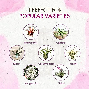 Organic Ready to Spray Air Plant Food - Fertilizer Mist for Weekly Use - Best for Live Tillandisa, Bromeliads, and Other Common Air Plants (8 oz)