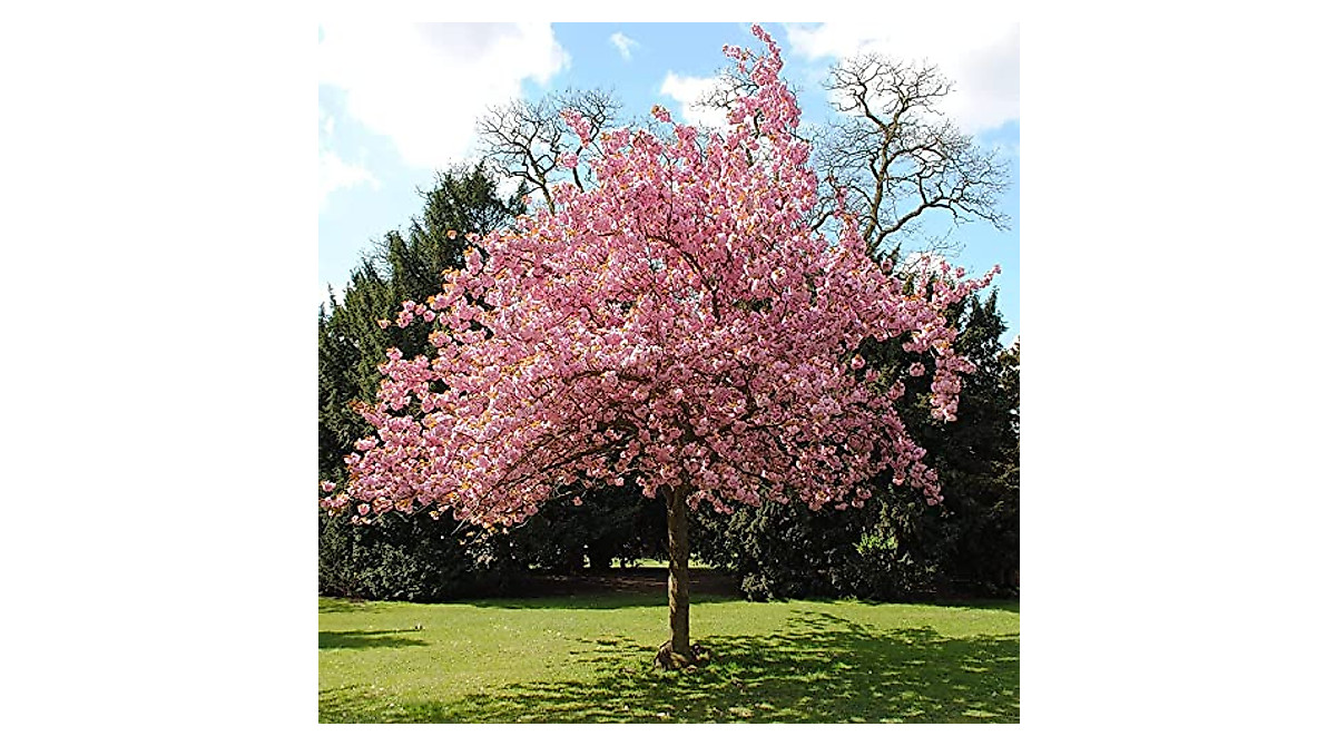 Rare Japanese Sakura Seeds - 35+ Pcs for Planting