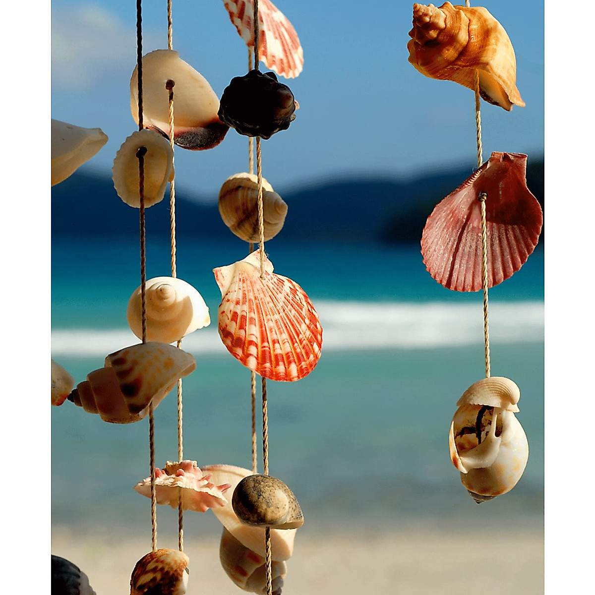 JQAQJU Sea Shells Mixed Beach Seashells 20 Kinds, 1.5"-5.5" Various Sizes Large Ocean Shells Conch 2 Kinds Natural Starfish for Decorating Beach Theme Party Fish Tank Filling Home Decor Wedding