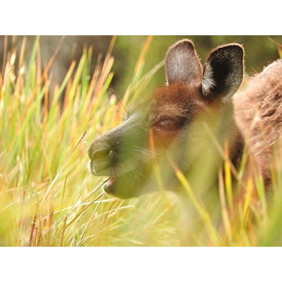 Nikon digital camera COOLPIX P610 (Black) P610BK [Camera]