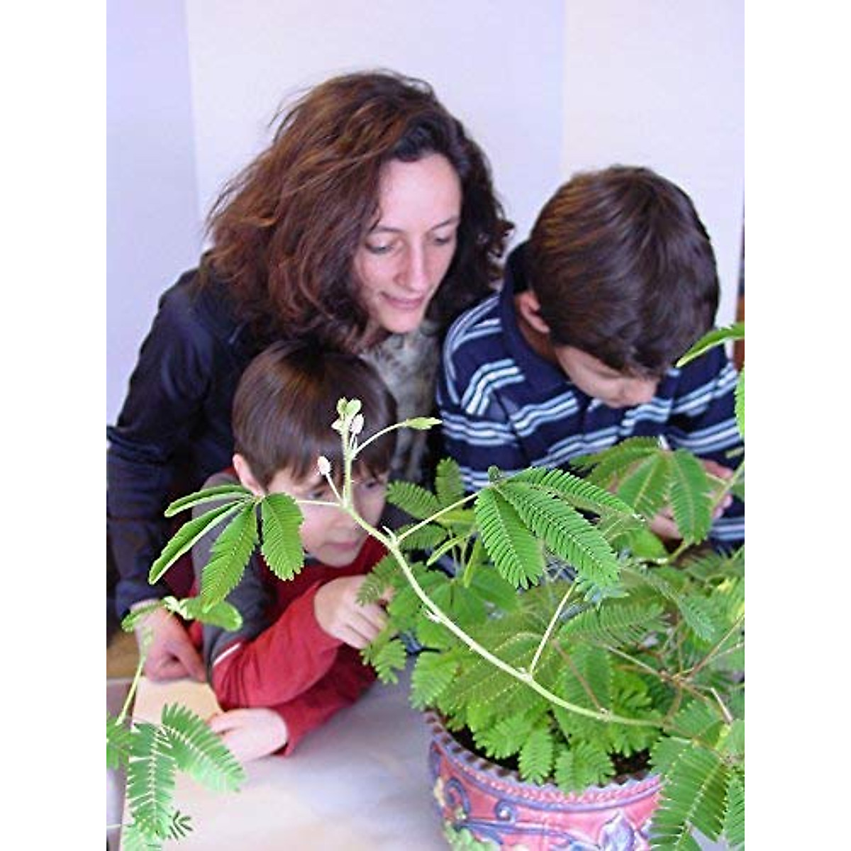 Zombie Plant Seed Packets (2) Grow Your Real Live Zombie Plant. Watch it"Play Dead" When Touched! Supplies for Zombie Themed Birthday. Plant Zombie Seeds as an Activity. Great Stocking Stuffer!