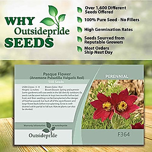 Outsidepride Anemone Pulsatilla Red Pasque Garden Flower Plant Seeds - 500 Seeds