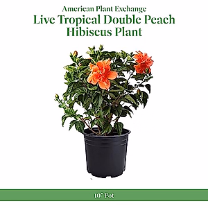 AMERICAN PLANT EXCHANGE Hibiscus Live Plant, 3 Gallon, Black, Green and Orange