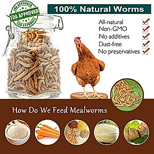 Euchirus Non-GMO High-Protein Large Dried Mealworms for Chickens, Natural Grubs and Poultry Treats as Chicken Feed,Duck Food, Wild Birds Seed,Fish Food,Reptile Food,Amphibian Food(Mealworms-5LB)