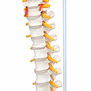 Axis Scientific, 34 Life Size Spine Model with Vertebrae,Nerves,Arteries, Lumbar Column,Male Pelvis - Human Anatomy Model for Education & Study - Includes Stand/Product Manual - Plastic Spine Model