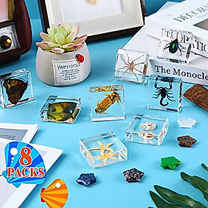 8 Pcs Insects in Resin Specimen Bug Collection Paperweights Bug Toys Preserved in Resin Specimen Bug Kit Specimen Sea Life Insect Toys Real Bug Specimen Bug Scientific Educational Toy, 8 Styles