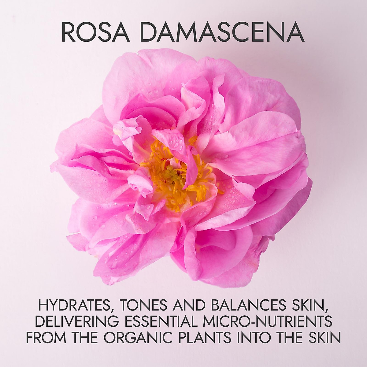 Alteya Organics Rose Water USDA Certified Organic Facial Toner, 8 Fl Oz/240mL Pure Bulgarian Rosa Damascena Flower Water, Award-Winning Moisturizer Amber Glass Spray Bottle