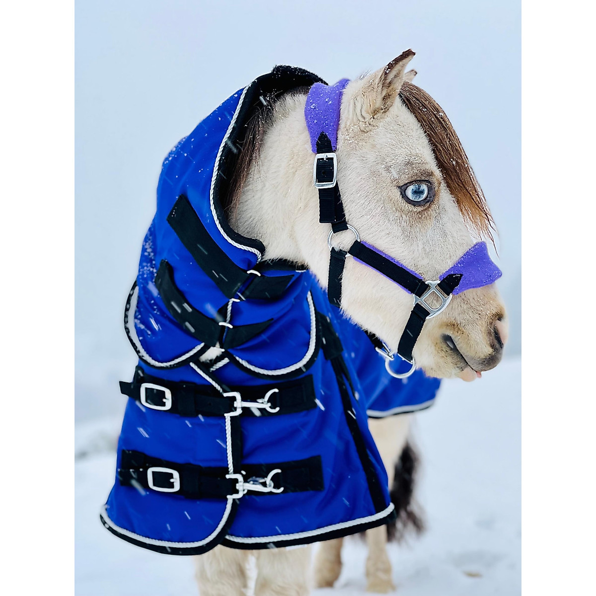 Star Point Horsemanship Mini-Pony Horse Ripstop Waterproof Windproof Blanket Hooded Lightweight Turnout Rain Sheet Breathable Lining 1200 Denier Material 220 Fill (46-48", Teal)