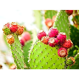 Prickly Pear Cactus Plant, Spineless Prickly Pear Cactus Rooted for Growing, 4 Inc to 7 Inc Long, Succulents Plants Live