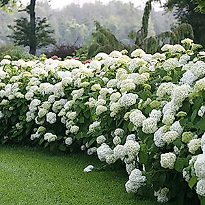 QAUZUY GARDEN 50 Hydrangea Seeds White Hortensia - Attractive Hardy Perennial Flowering Shrub Bush Tree - Fast-Growing Striking Showy Accent Landscape Plant