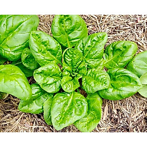 Giant Spinach Herb Garden Seeds for Planting About 100 Seeds