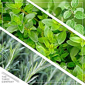 Live Aromatic and Edible Herb Assortment (Rosemary, Sage, Lavender, Lemon Balm, Other Assorted Herbs), 6 Plants Per Pack