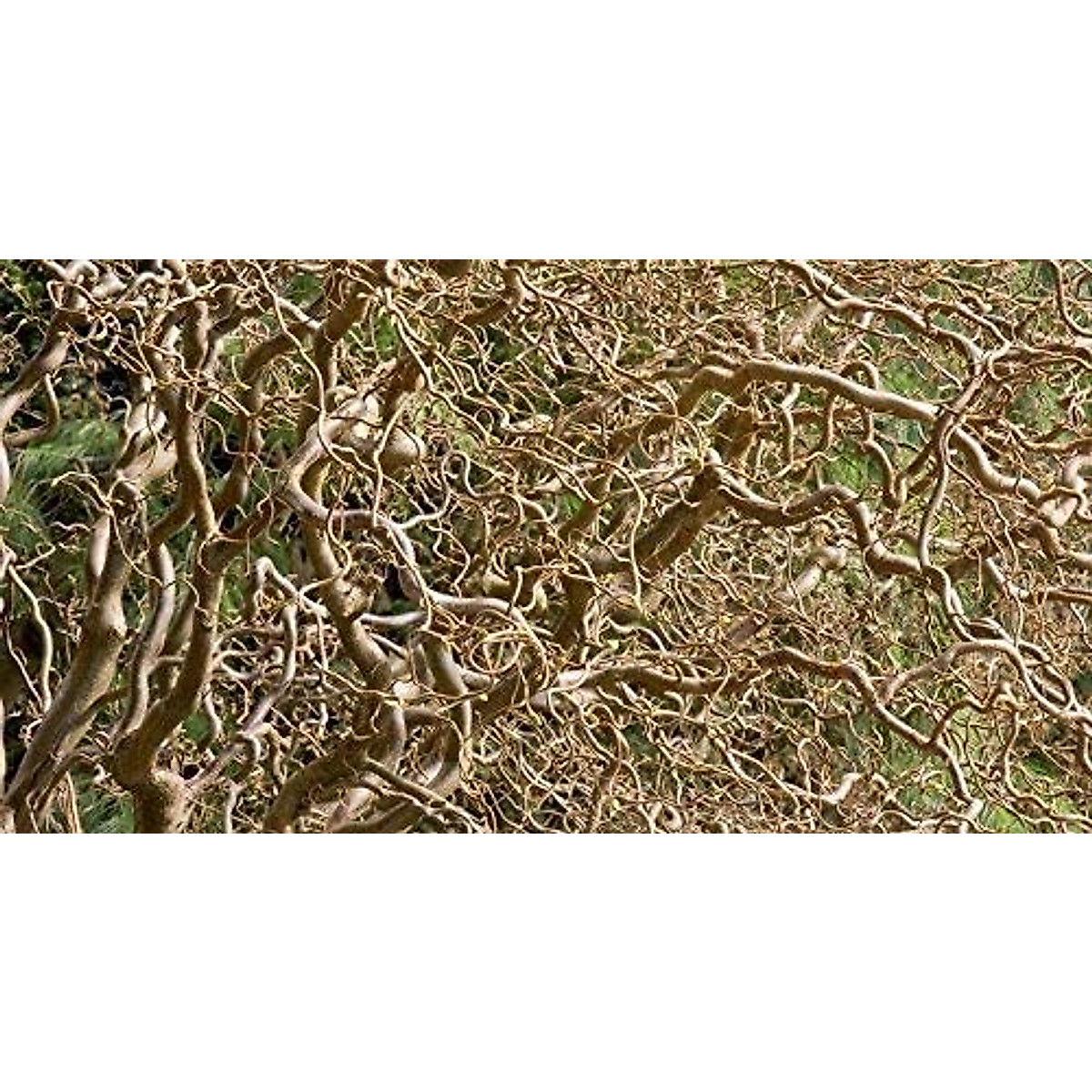 20 Corkscrew Willow Tree Cuttings - Fast Growing Trees for Privacy or Shade - Unique Curly Branches