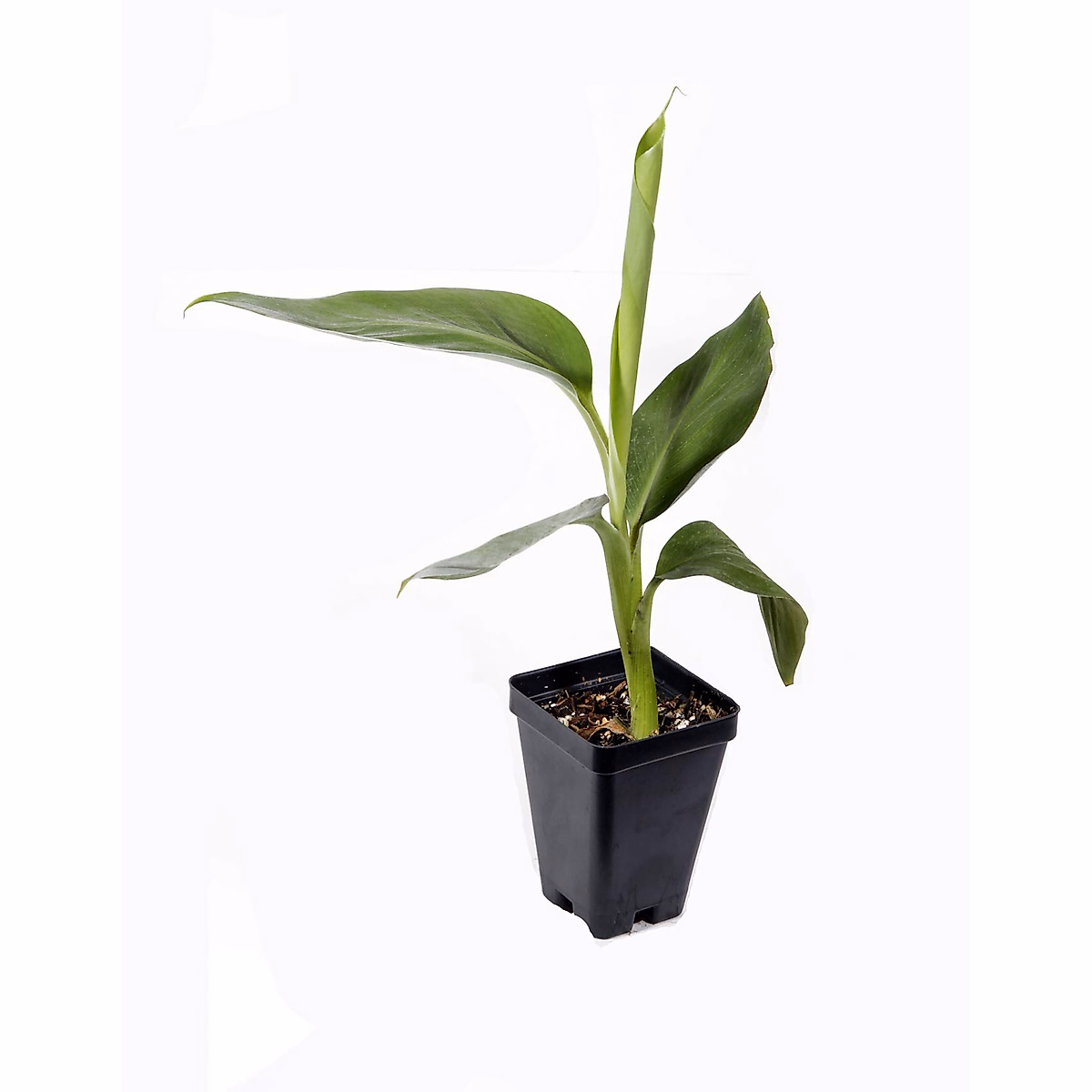 1 LIVE PLANT Goldfinger Dwarf Banana Tree - RARE Desert Banana 3 to 8 inch tall