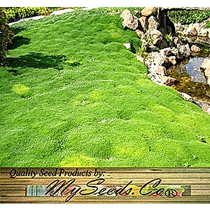 IRISH MOSS SEEDS, Sagina subulata, Heath Pearlwort, Perfect In Garden, Lawn Substitue or In-Between Stones, Groundcover Heath Pearlwort, Zones 4-10 - By MySeeds.Co (10000 Seeds)