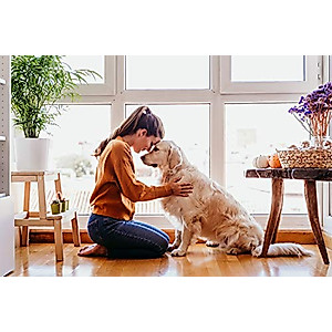 NutriChomps Dog Chews, 6-inch Braids, Easy to Digest, Rawhide-Free Dog Treats, Healthy, 4 Count, Real Peanut Butter Flavor