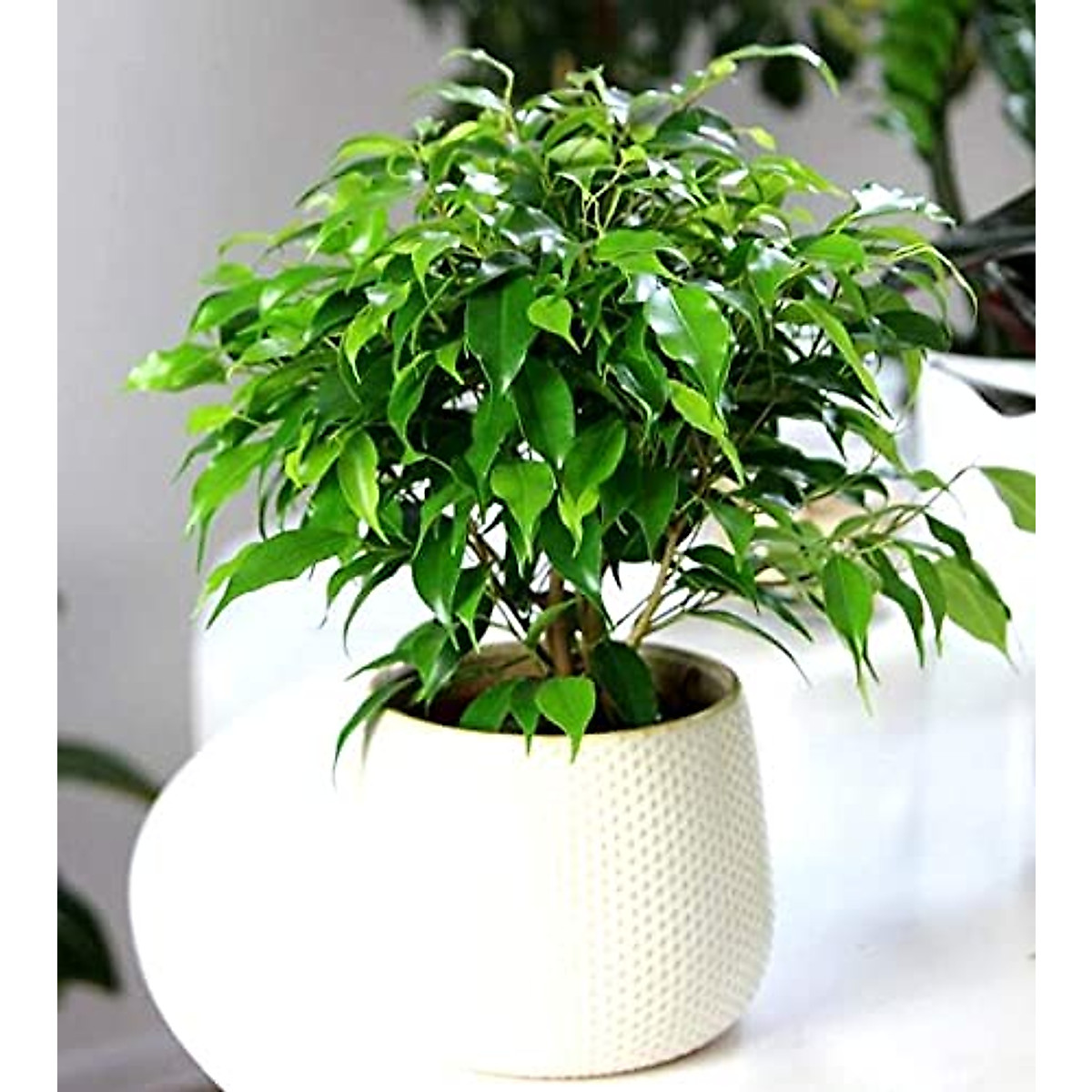 Ficus Benjamina Bonsai Weeping Fig Tree 20+ Seeds for Planting Non-GMO Houseplant