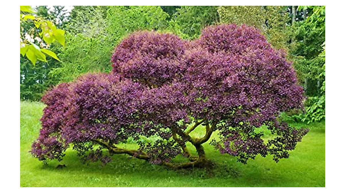 Royal Purple Smoke Tree - Stunning Fall Color & Fast Growth