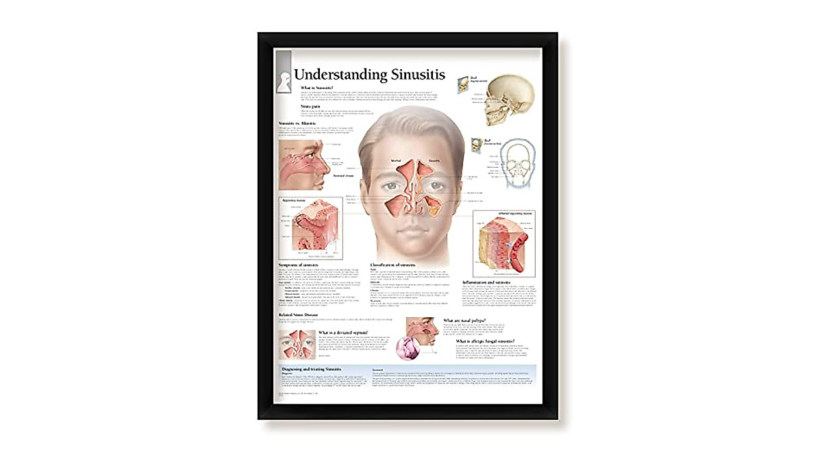 Framed Medical Posters Set - Ear, Nose & Throat