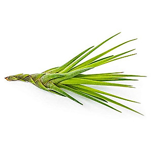 Tillandsia Air Plants Live Indoor Plants (50 Pack), Air Plants Bulk Party Favors or Wedding Favors Live Plants, Air Plant Lover Gifts, DIY Terrarium Kit, Air Succulents Plants Live by Plants for Pets