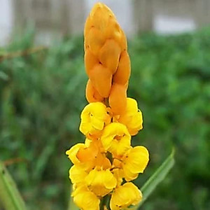 CHUXAY GARDEN 35 Seeds Senna Alata,Emperor's Candlesticks,Candle Bush,Candelabra Bush, Christmas Candles,Empress Candle Plant, Ringworm Shrub,Candletree Yellow Orange Small Shurb