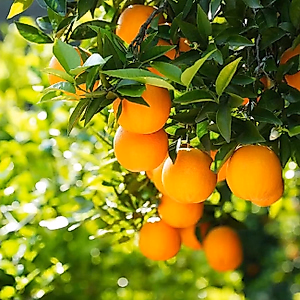 150+ Pcs Seeds Dwarf Bonsai Fruit Tree Seeds Non-GMO for Planting Lemon Cherry Orange Tree Seed(50 Pcs for 3 Pack)