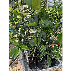Sapodilla Gardens Persian Lime (Citrus aurantifolia Hybrid) _Tree - Fruit-Plant-No Shipping to CA, AZ, TX, LA, MS, AL, GA, FL, SC