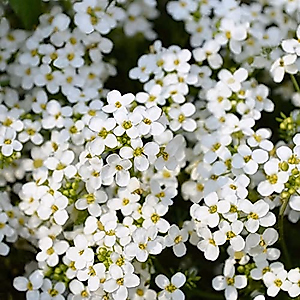 2000+ White Creeping Thyme Seeds for Planting Thymus Serpyllum - Heirloom Ground Cover Plants Easy to Plant and Grow - Open Pollinated