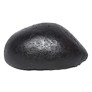 Matsya Shaligram - Gandaki River Nepal, Fossil, Fossil