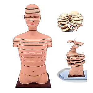 JOSBY Human Torso Cross-Section Model, CT, MRI Imaging Radiology Medical Model, 24pcs Human Body Cross-Section Image Anatomy, Each Layer is Removable, Used for Medical Teaching Display
