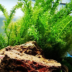 Mainam 3 Different Elodea Densa Amazon Sword Java Fern Tropical Freshwater Live Aquarium Plant Decorations 3 Days BUY2GET1FREE