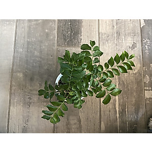 Curry Leaf Plant - Live Plant (Murraya Koenigii), 6 Inches