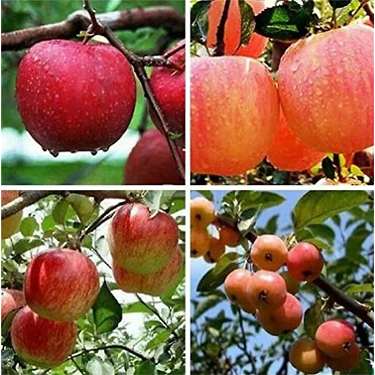 zcbang 30+ Bonsai Apple Tree Seeds Garden Yard Outdoor Living Fruit Seeds
