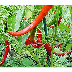 30+ Cow Horn Hot Pepper Seeds Heirloom Non-GMO Spicy, 10" Long, Productive! from USA