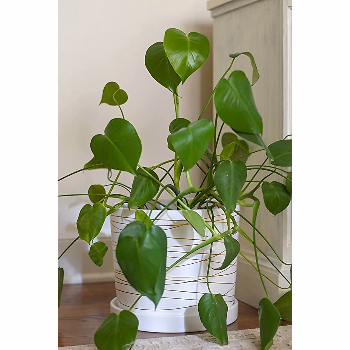 Willowy Matte White Ceramic Pot Saucer - Drainage Tray for 9, 10, 11, 12 Inch Planters + More Sizes