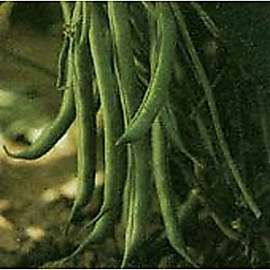 Pink Half Runner Pole Beans Seeds (20+ Seeds) | Non GMO | Vegetable Fruit Herb Flower Seeds for Planting | Home Garden Greenhouse Pack