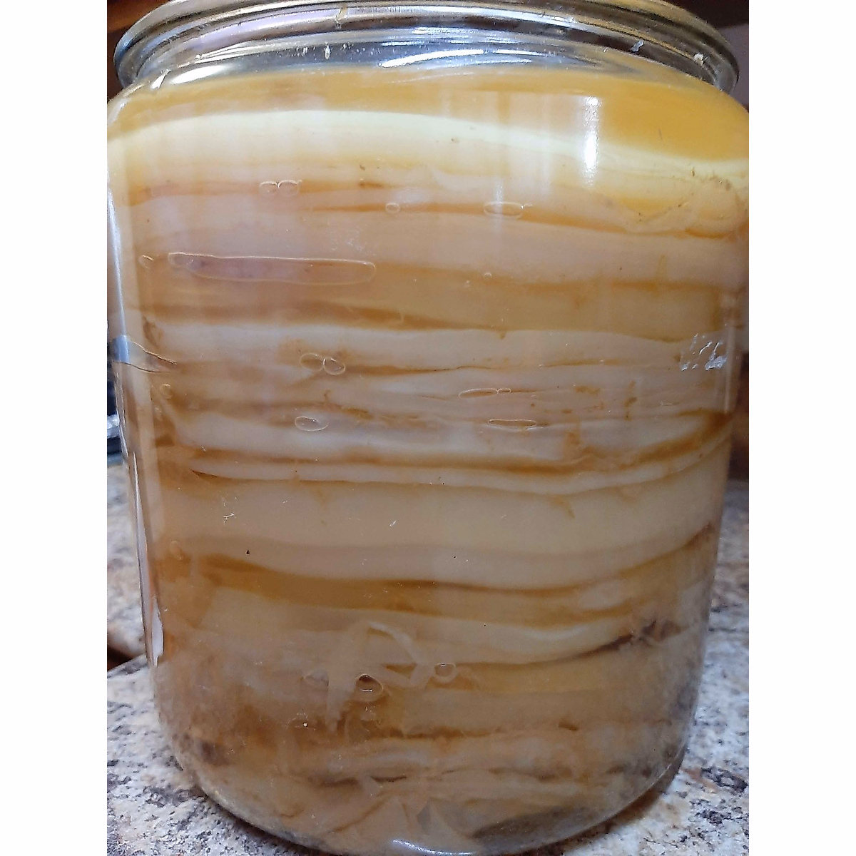Kombucha.com Scoby with Free Organic Tea Blend Sample
