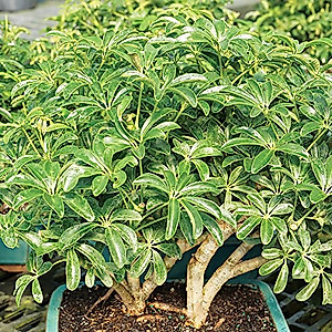 Brussel's Live Hawaiian Umbrella Indoor Bonsai Tree - 8 Years Old; 10" to 14" Tall in Decorative Container