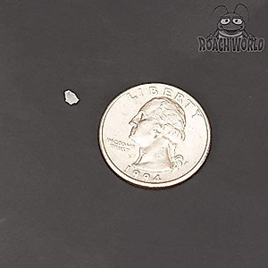 Roach Chow for Dubia & Crickets with Super Foods Bundle - .5 lb Dry Chow - Insect Water Crystals - 1 Bug Jelly (Honey Banana)