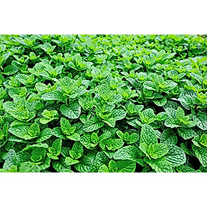 300+ Mint Seeds for Planting Heirloom Non-GMO Herb Variety for Culinary and Tea Drink