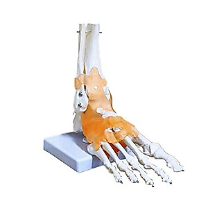 Life Size Human Foot Joint Model with Ligaments Human Anatomical Teaching Model