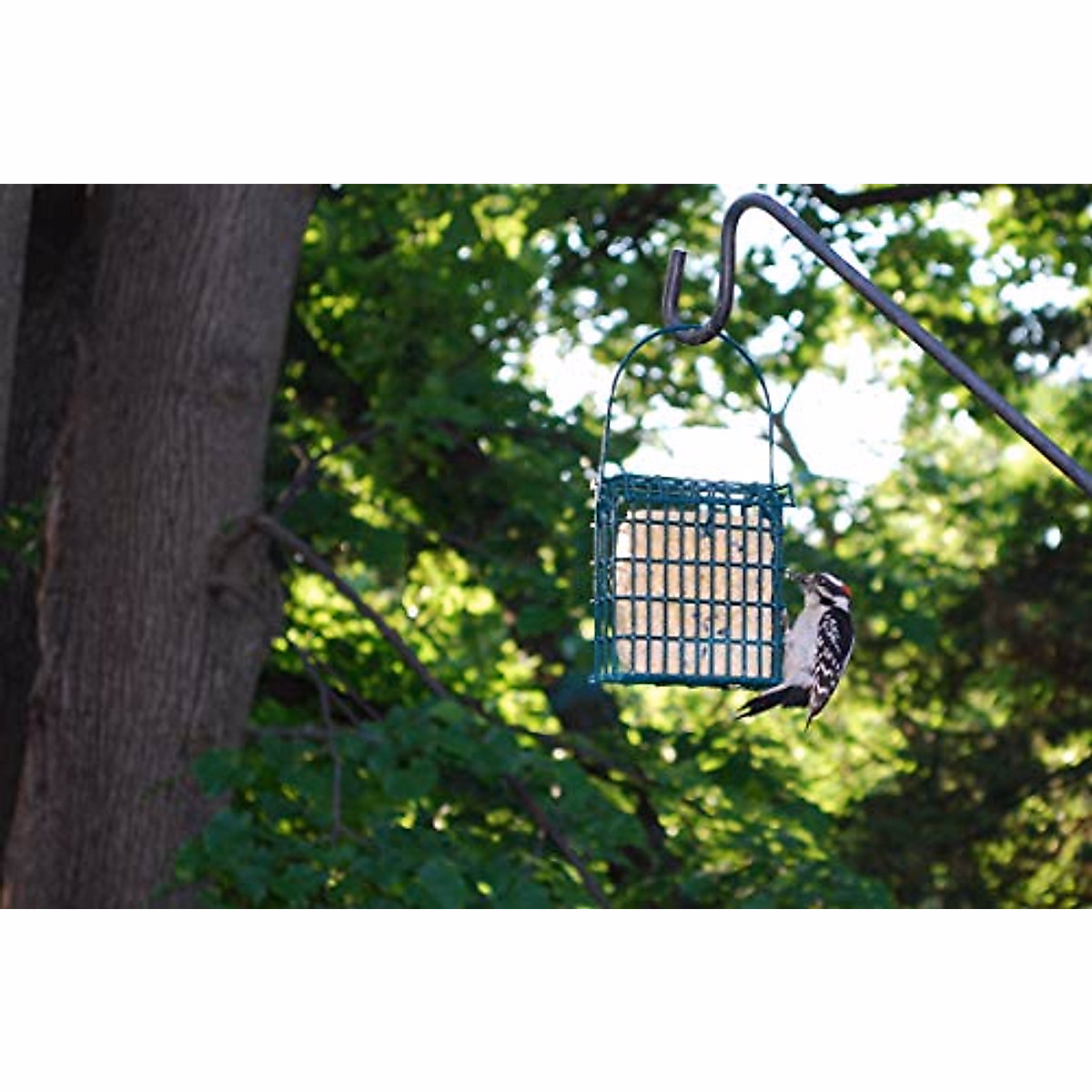 ST. ALBANS BAY SUET PLUS Bird Suet Variety Packs | 11 oz. Bird Suet Cakes | (High Energy, 15 Pack)