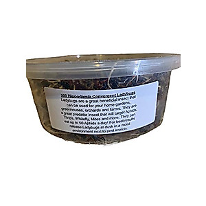 Thanos Lanibug Organics 500 Live Hippodamia Convergens Ladybugs- Guaranteed Live Delivery with Standard/Priority Shipping