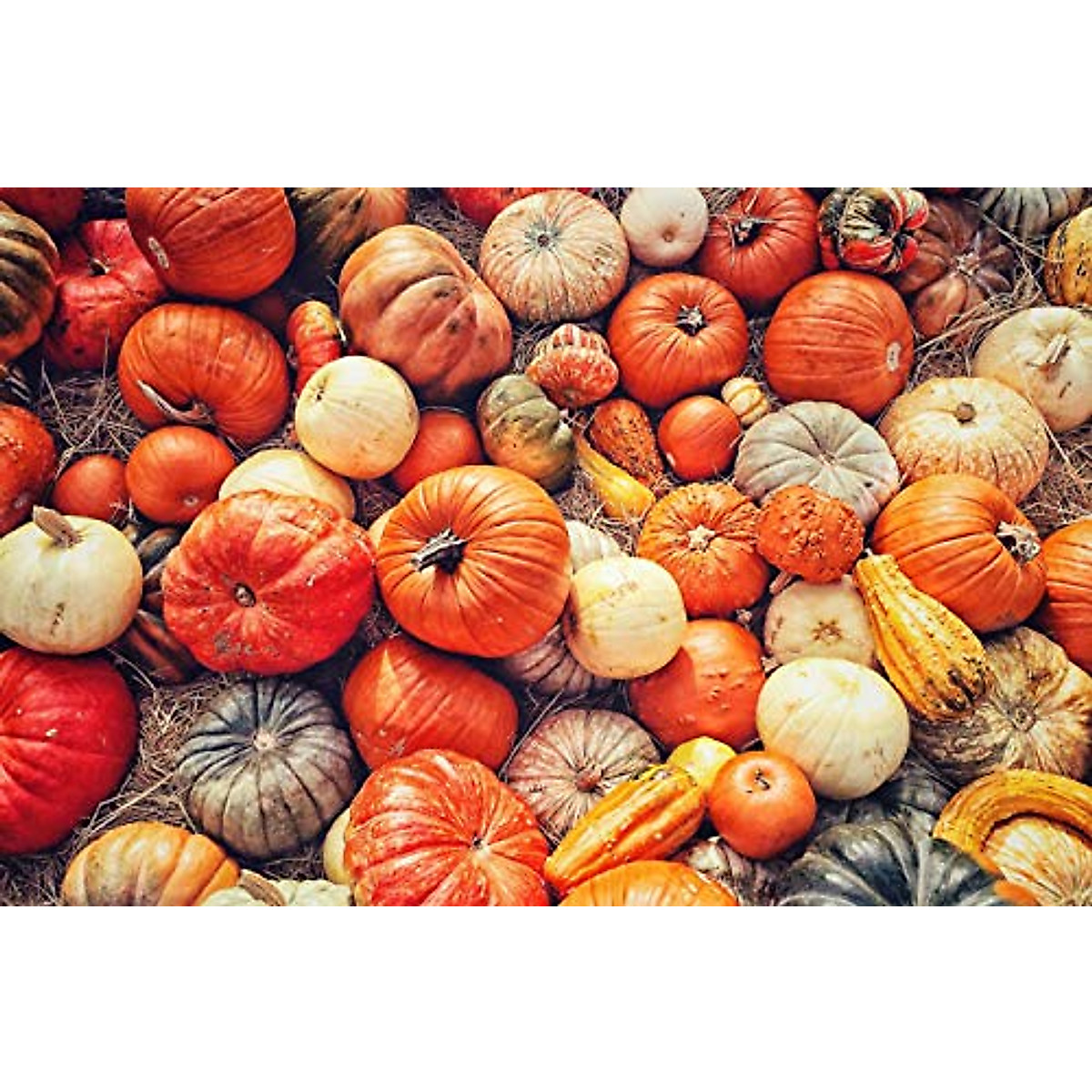 MIXED SEEDS! 50+ Pumpkin and Winter Squash MIX Seeds NON-GMO 25 Varieties Delicious Grown in USA. Rare, Super Profilic and Delicious HARLEY SEEDS