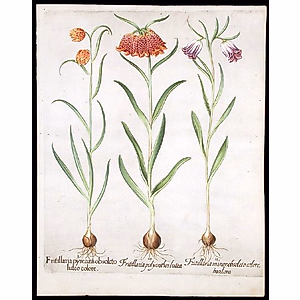 Fritillaria pyrenµa obsoleto luteo colore [Small flowered fritillary]; Fritillaria minor obsoleto colore inodora [Fritillary]; Fritillaria polyanthos lutea [Yellow fritillary]