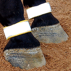 Reflective Leg Bands for Horses